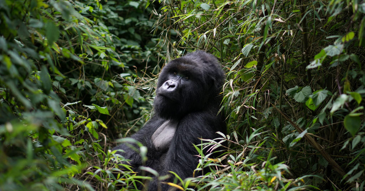 Uganda - Individuelle Reisen & Berggorillas | Rhino Africa