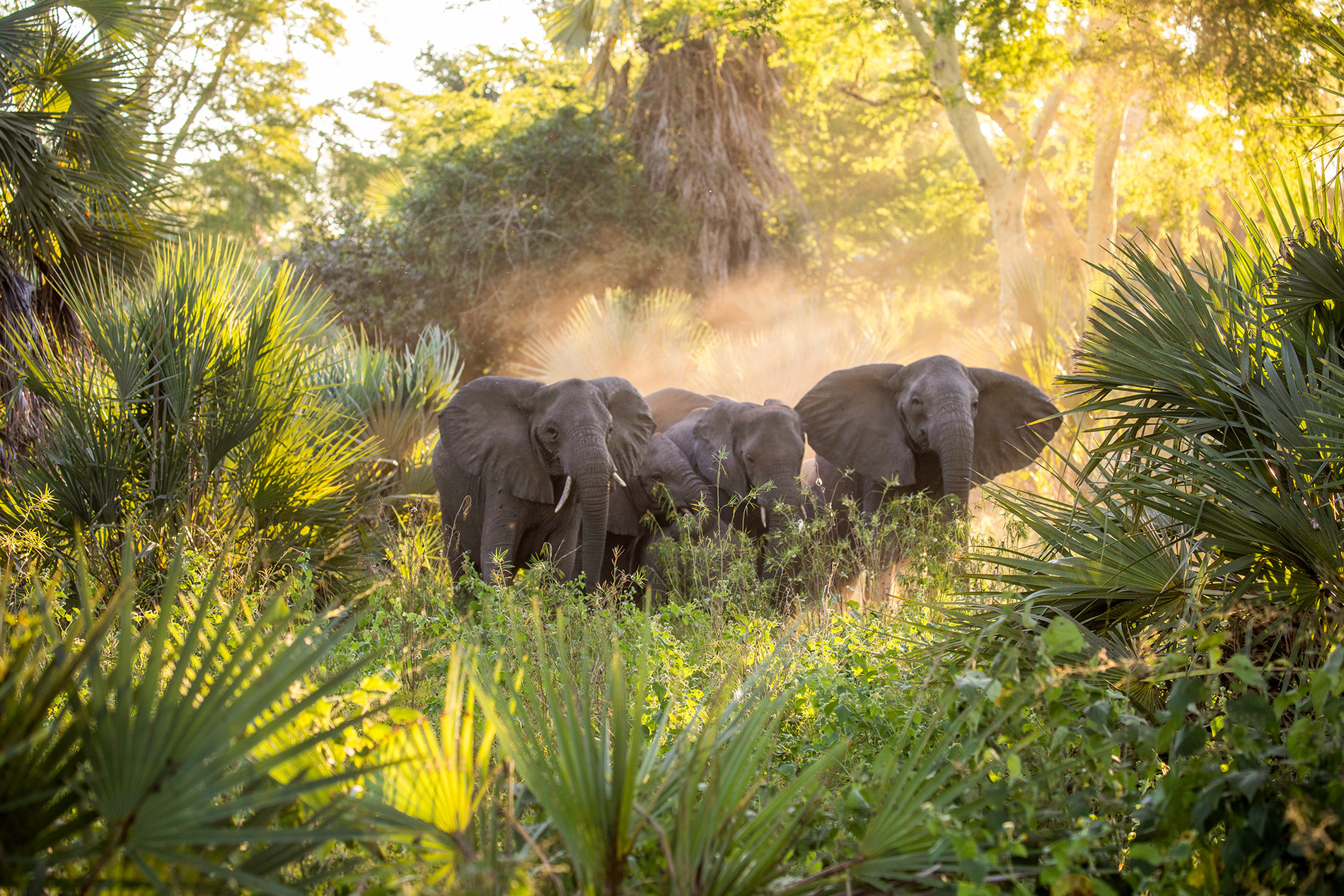 Gorongosa Nationalpark – Mosambik | Rhino Africa