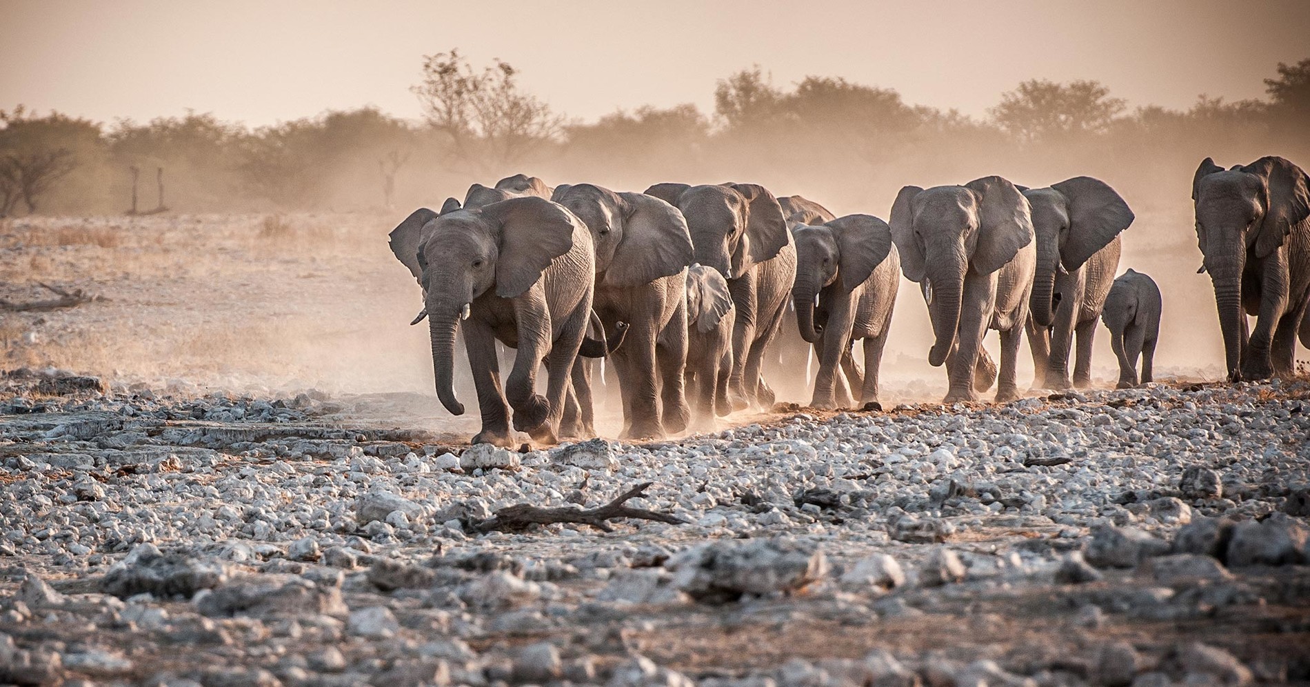 La fauna de Namibia - Datos e información | Rhino Africa