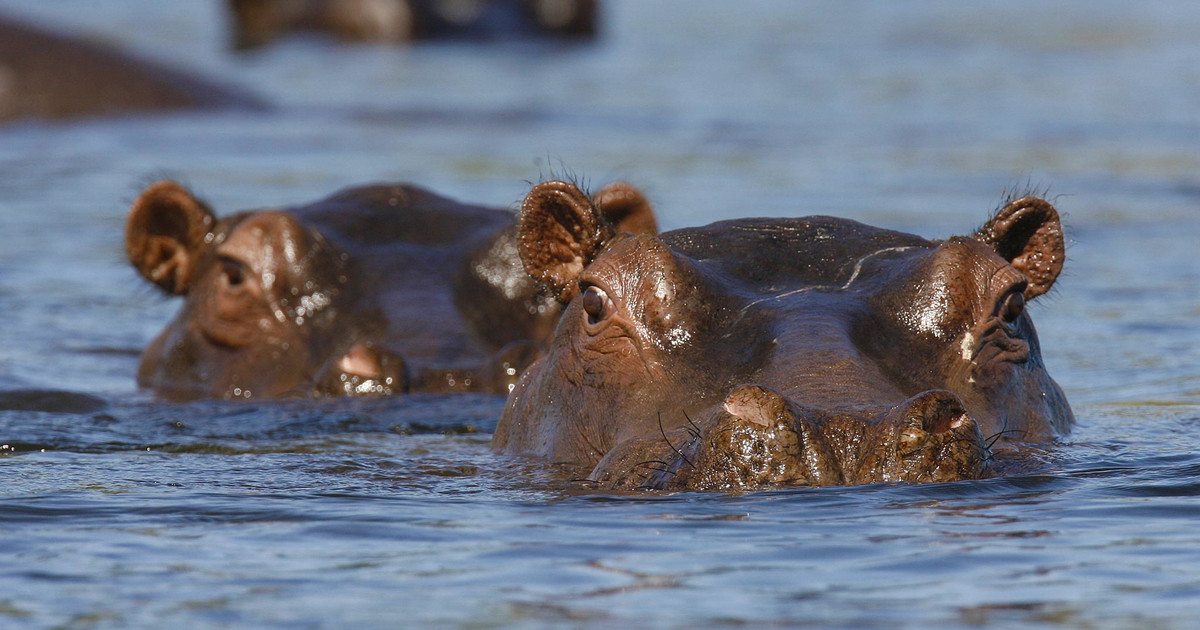 Caprivi-Zipfel Rundreisen | Caprivi - Namibia | Rhino Africa