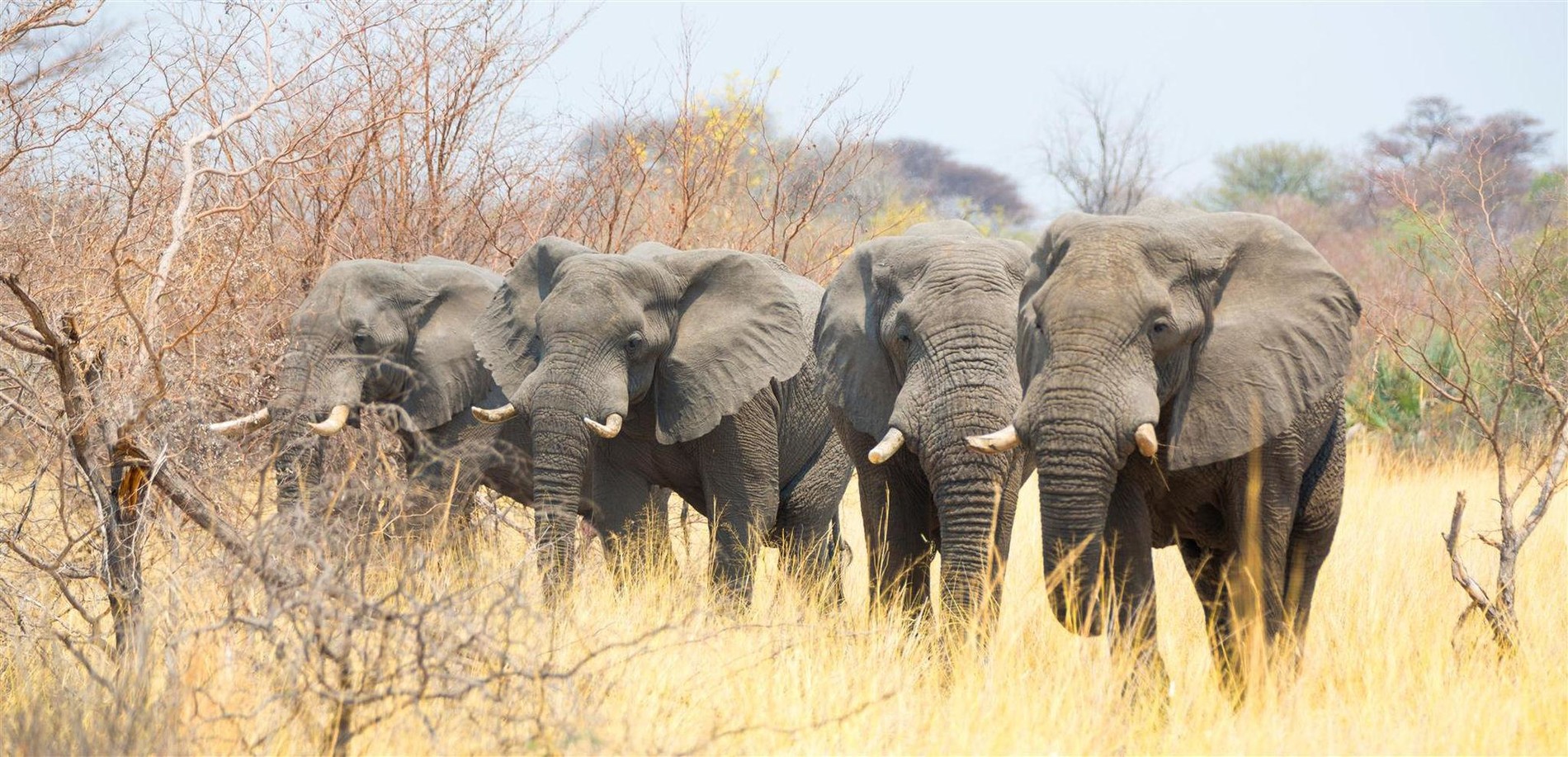 Réserve de Mahango - Séjour Safari en Namibie | Rhino Africa