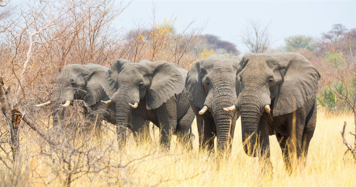 Réserve de Mahango - Séjour Safari en Namibie | Rhino Africa