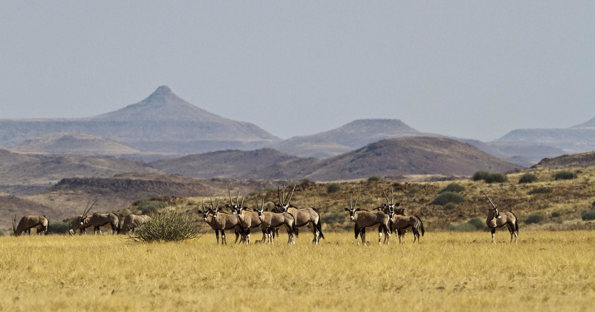 Namibian Wildlife - Facts & Info | Rhino Africa