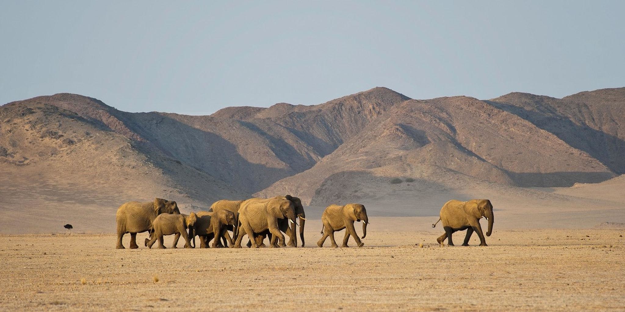 Namibia Self-Drive Safari - 12 days | Rhino Africa