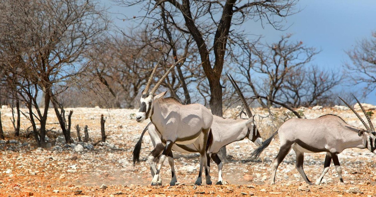 Ongava Game Reserve - Namibia | Rhino Africa