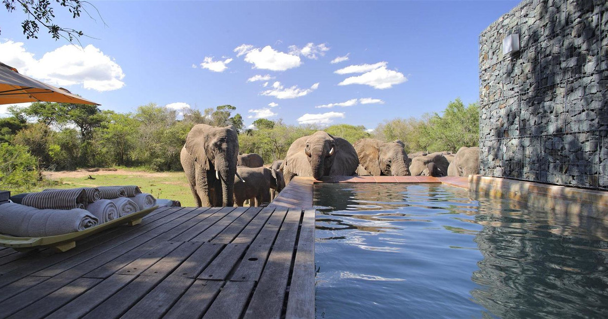 Phinda Private Game Reserve | Rhino Africa