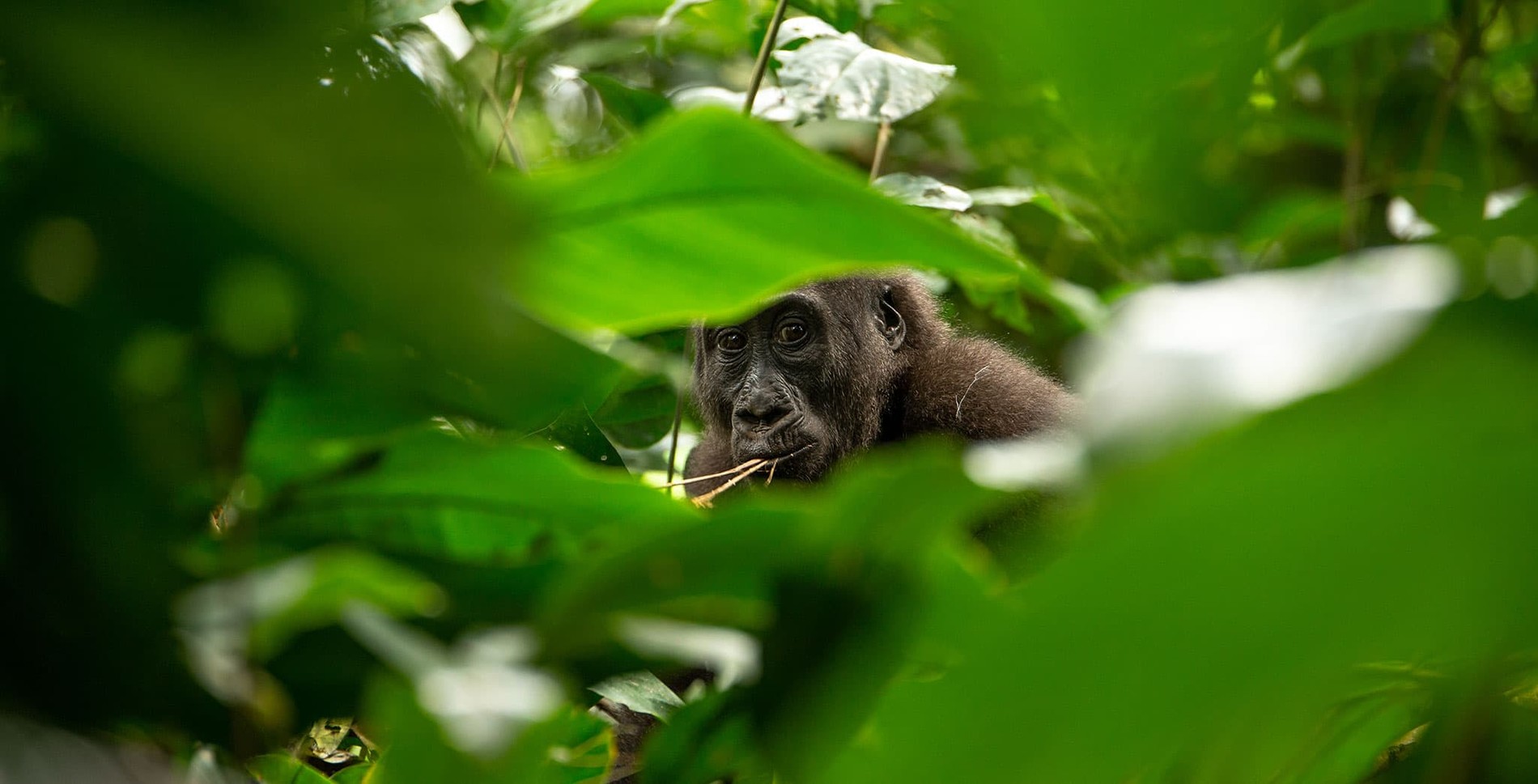 Republic of Congo - Safari Tours and Travel | Rhino Africa