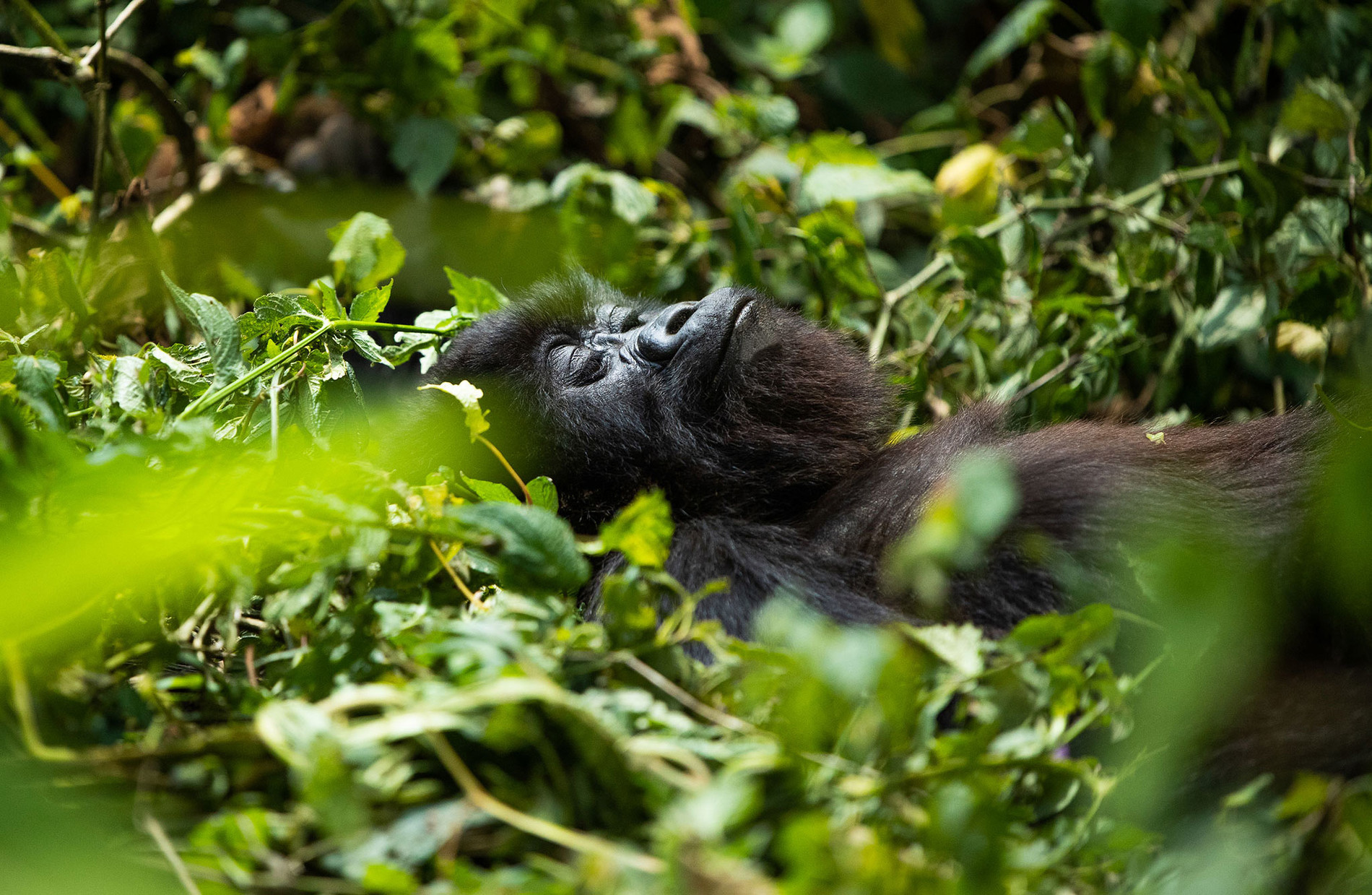 Gorillas in the Mist | Rhino Africa