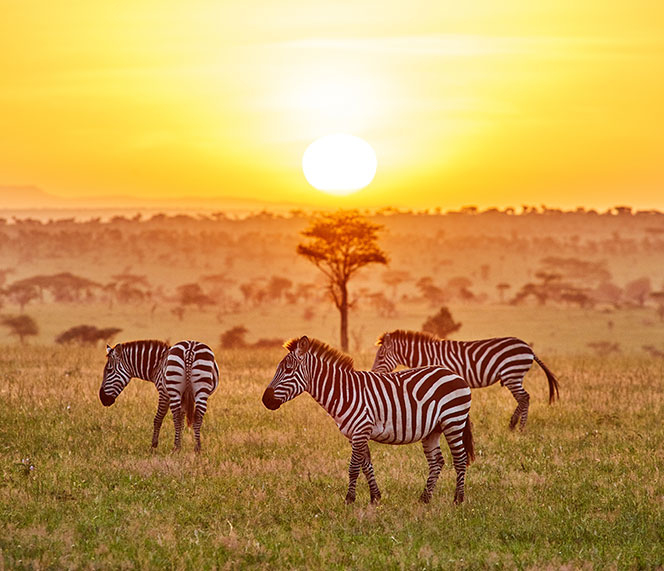 Book African Safaris, Tours & Experiences | Rhino Africa