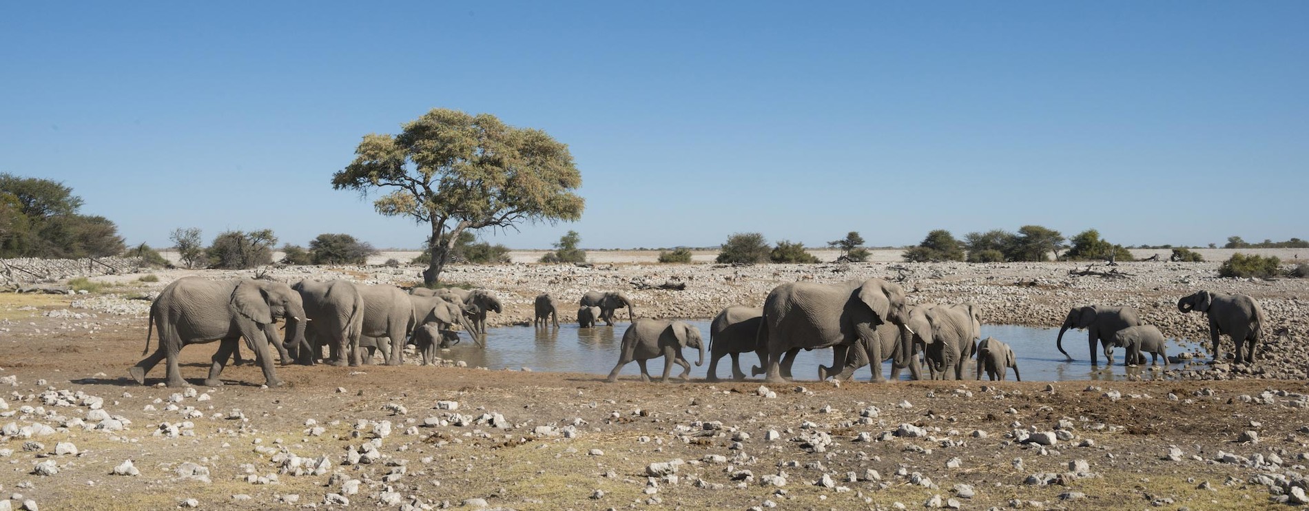 Ongava Game Reserve Safarin in Namibia | Rhino Africa