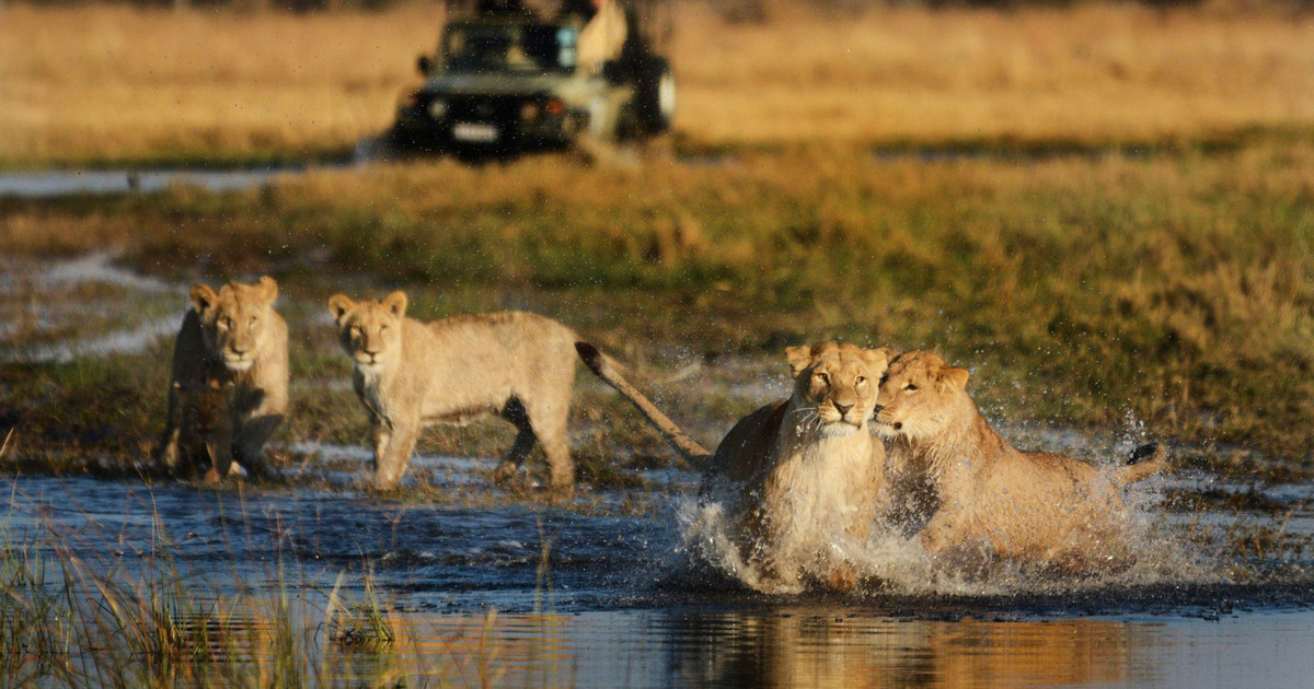 Unvergessliche Safari im Okavango Delta | Rhino Africa